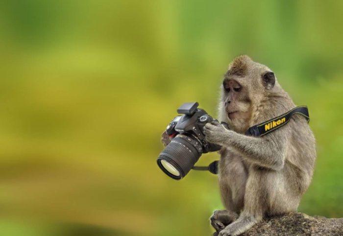 How To Become An Animal Photographer Dfa Ho How To Become An Anim How To Become An Animal Photographer Dfa Ho How To Become An Anim