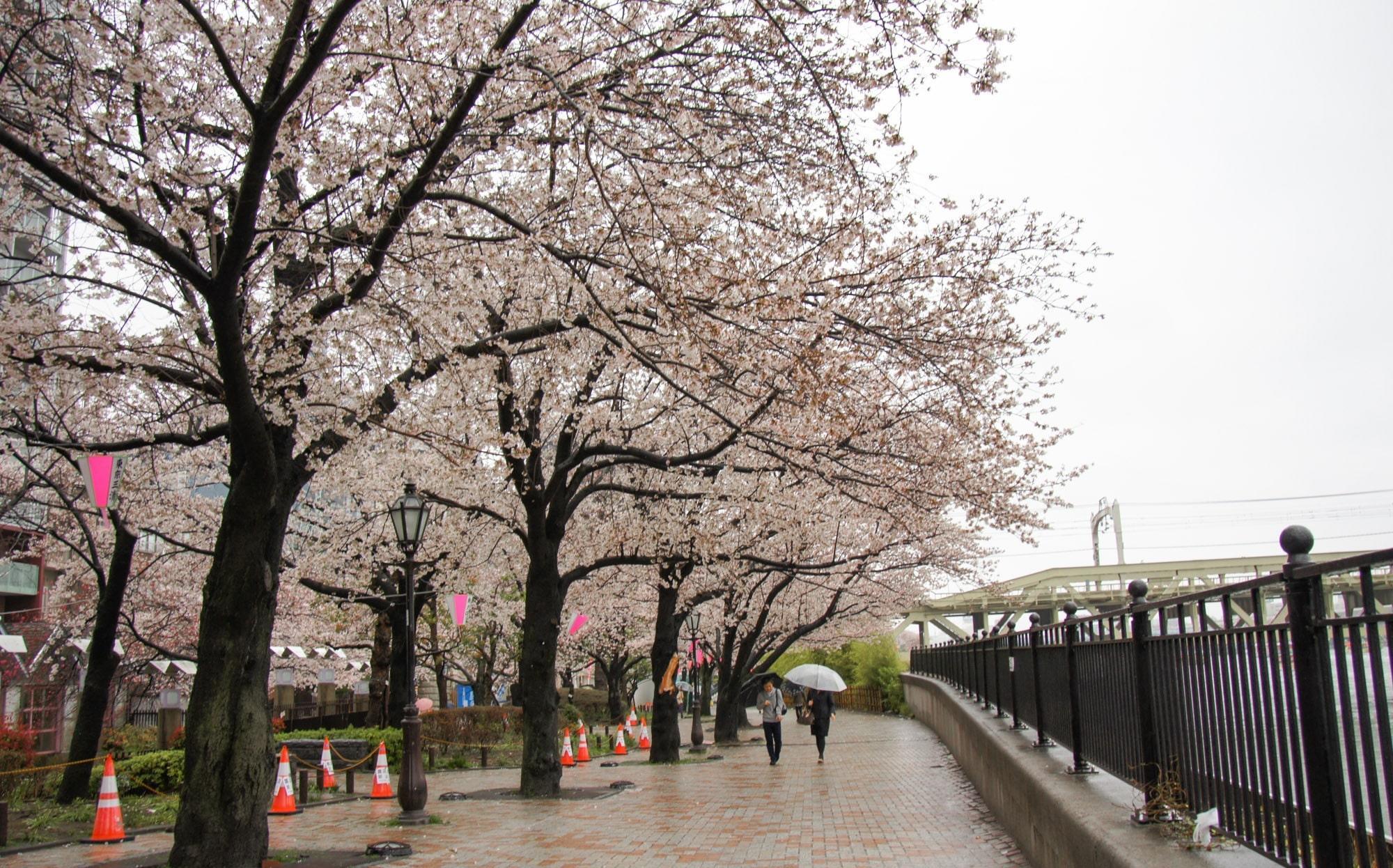 Japón: Los Parques Más Bonitos de Tokio | Superprof