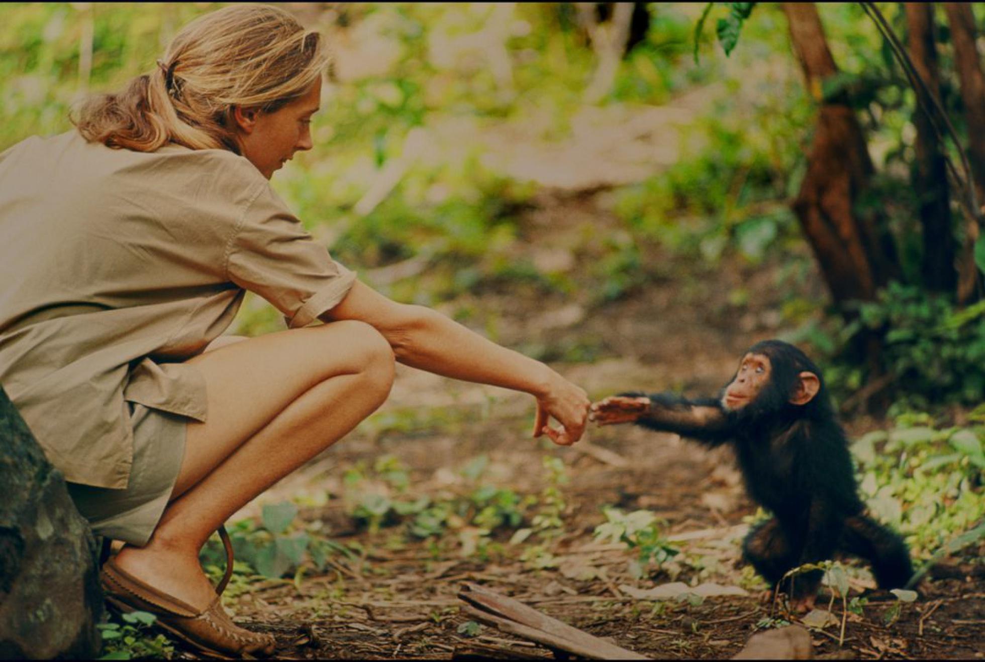 Los Sorprendentes Descubrimientos Biológicos de Jane Goodall