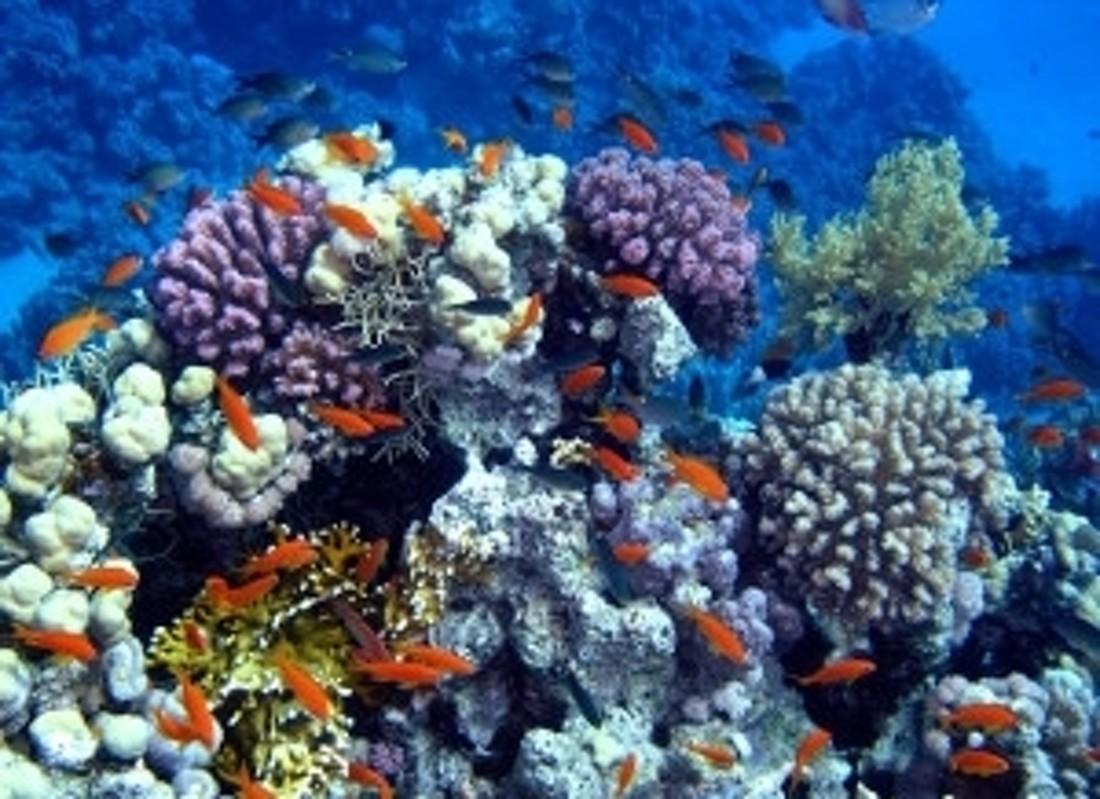 Todo Sobre la Biología Marina | Superprof